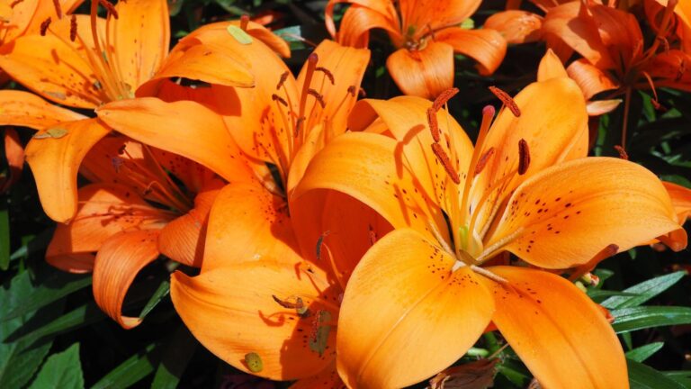 57 Orange Flowers With Names and Pictures