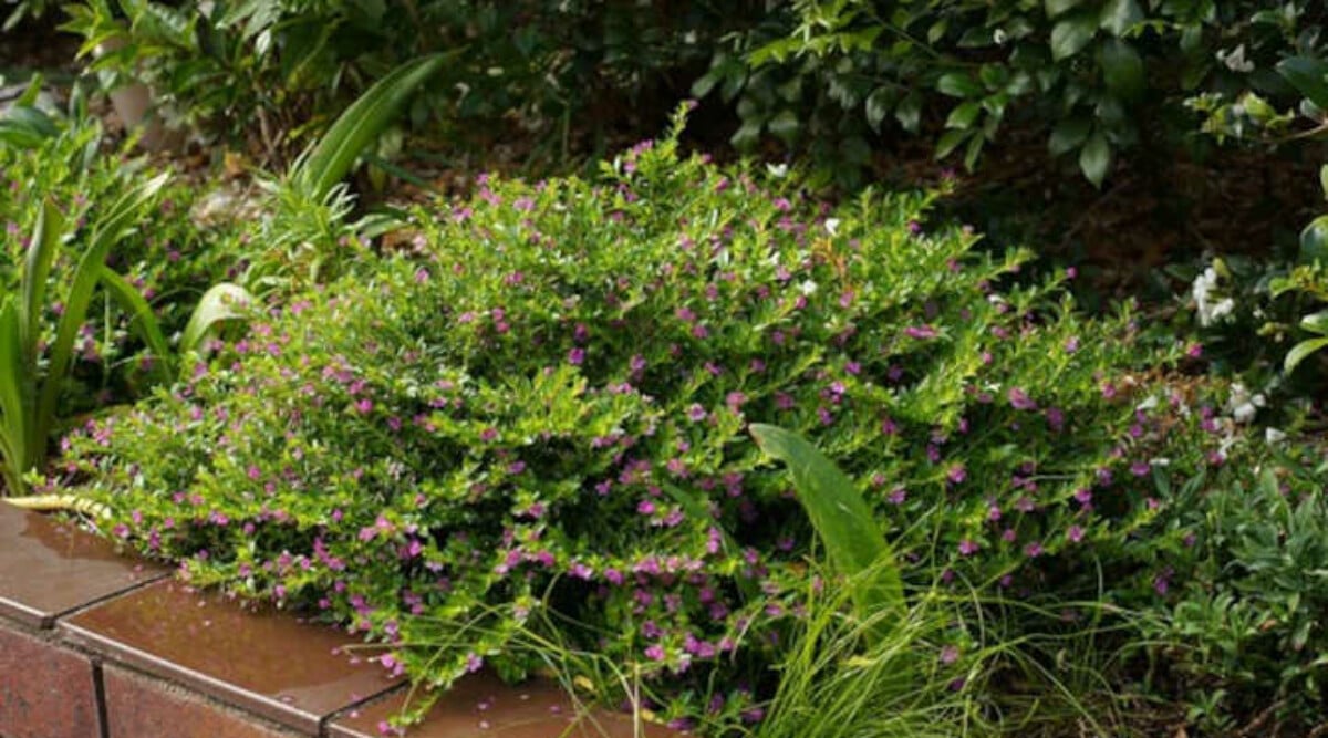 Mexican Heather: Growing The Elfin Herb - Epic Gardening