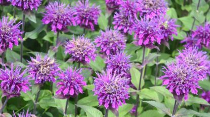 41 Purple Perennial Flowers With Names and Pictures