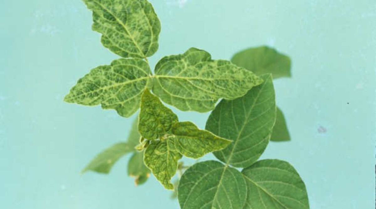 Mosaic Virus Symptoms and Treatment