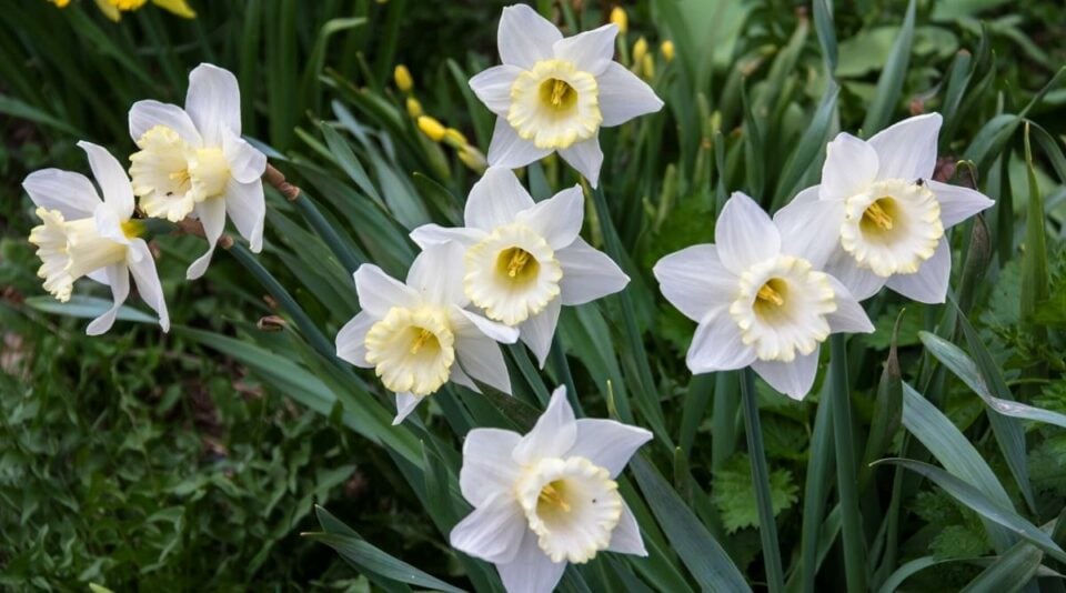 49 White Flowers: Identification With Names and Pictures