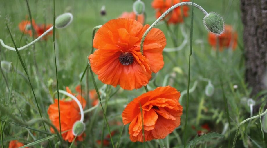 61 Orange Flowers With Names and Pictures