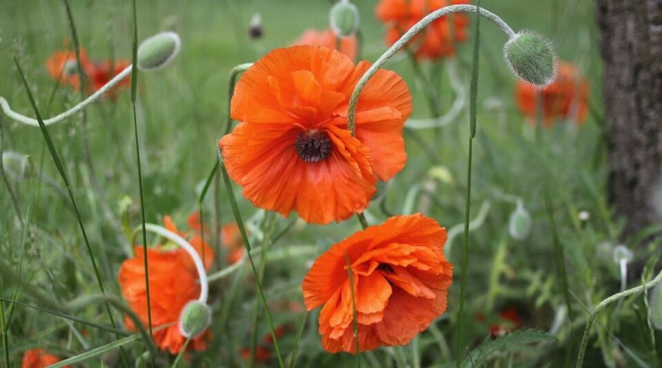 61 Orange Flowers With Names and Pictures