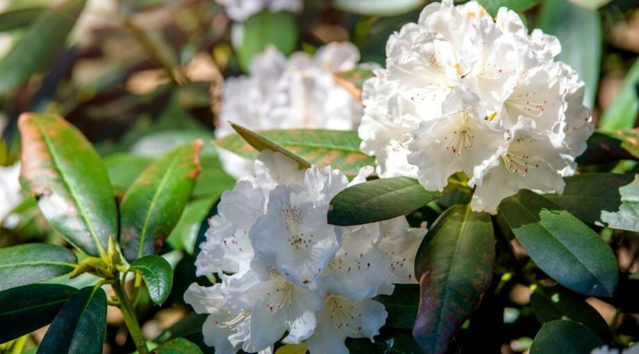 49 White Flowers: Identification With Names and Pictures