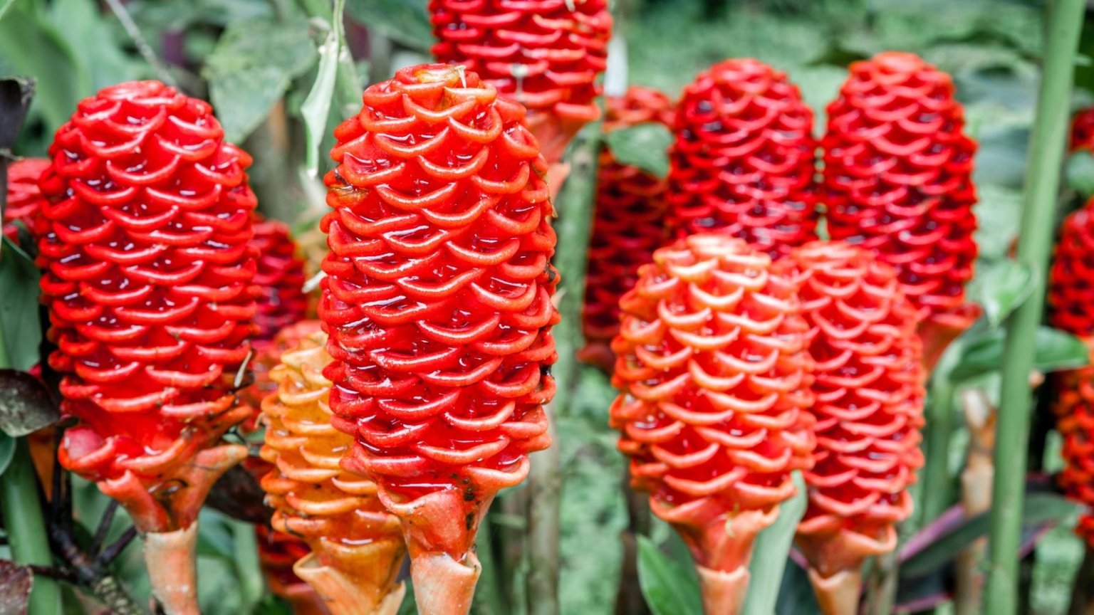 Pine Cone (Shampoo) Ginger Varieties to Grow Indoors this November ...