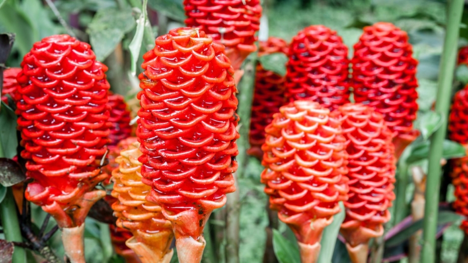 How to Plant, Grow, and Care for Shampoo Ginger