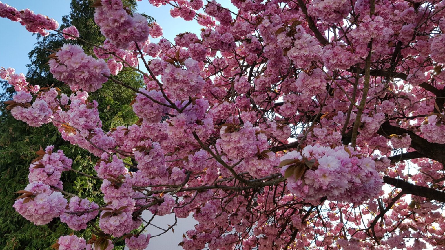 71 Beautiful Flowering Trees to Add to Your Garden