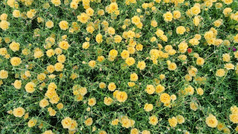 53 Yellow Flowers With Names and Pictures