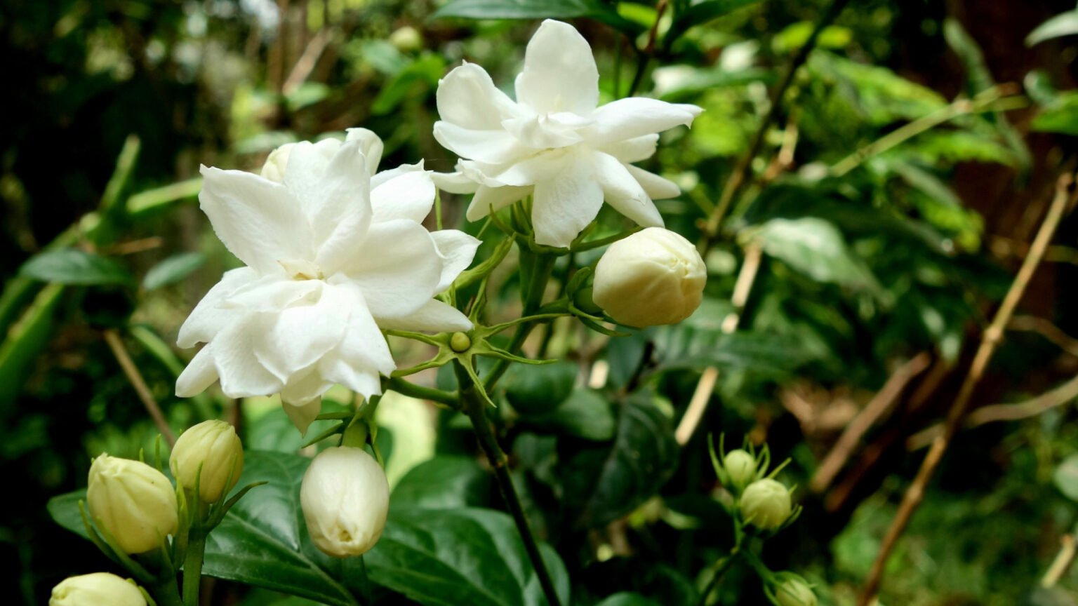 Jasmine Varieties: 14 Different Types of Jasmine