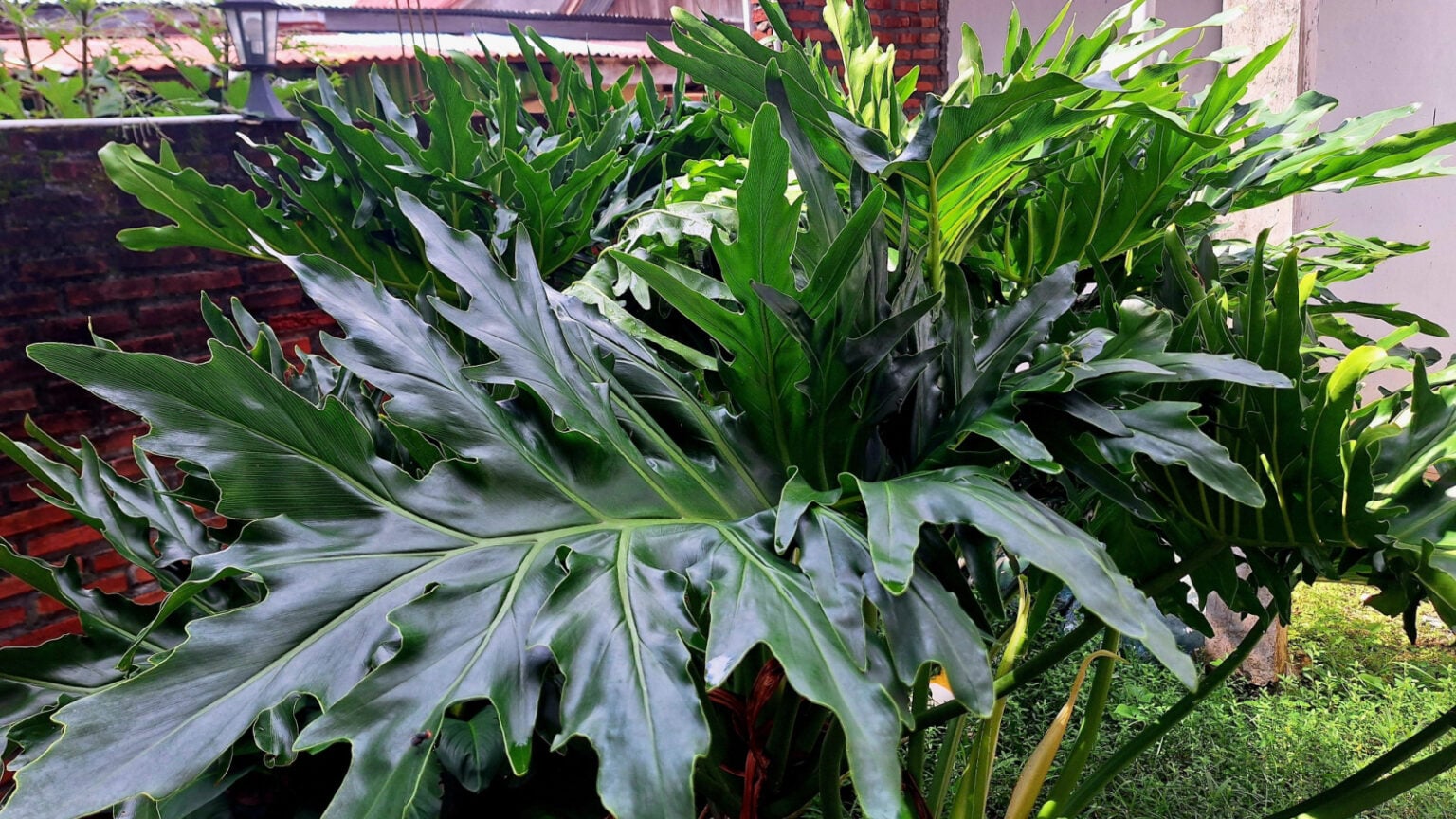 Philodendron Varieties: 57 Different Types of Philodendron