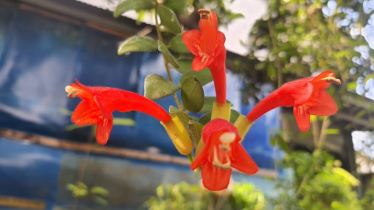 57 Orange Flowers With Names and Pictures