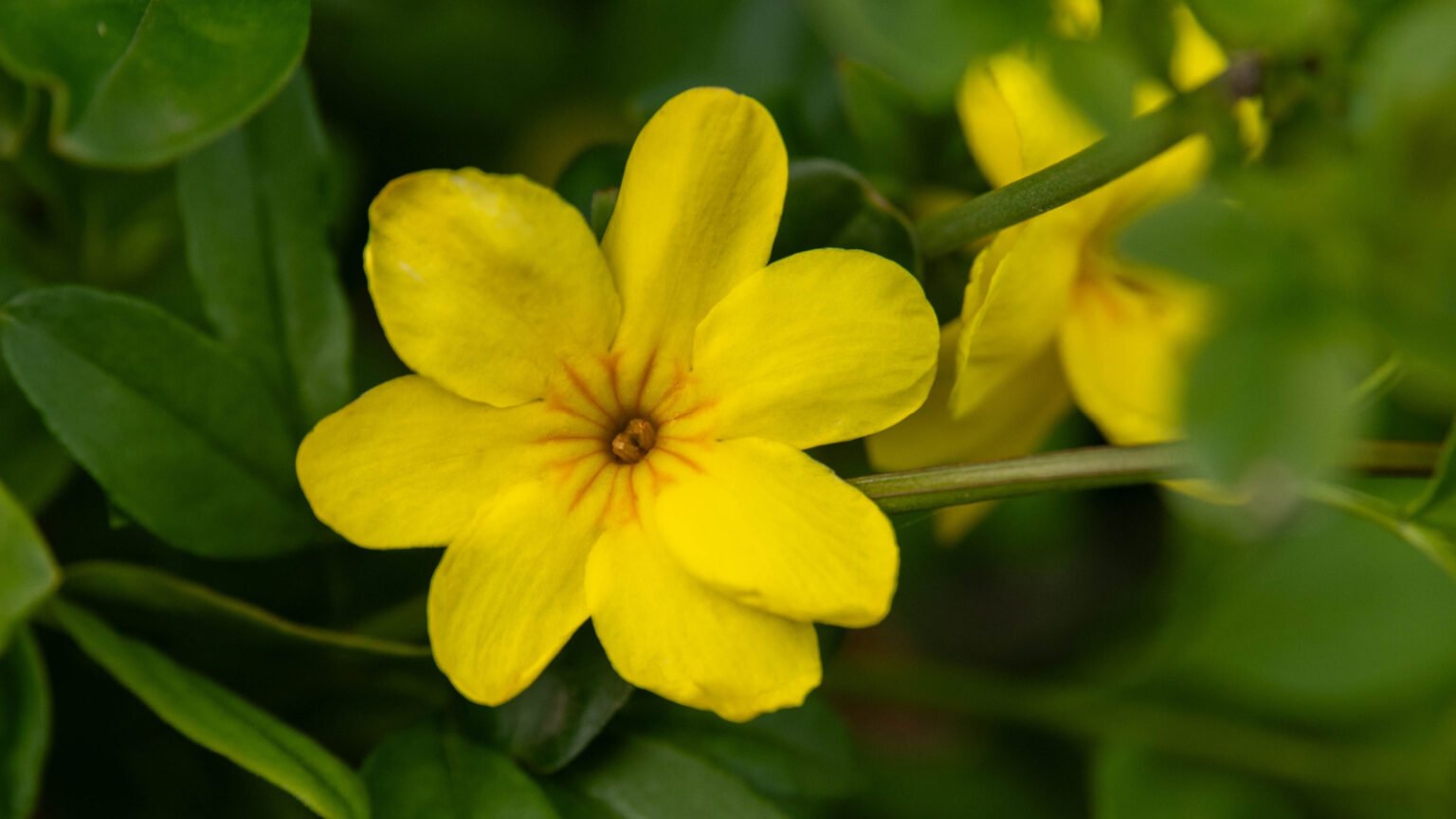 Jasmine Varieties: 14 Different Types of Jasmine