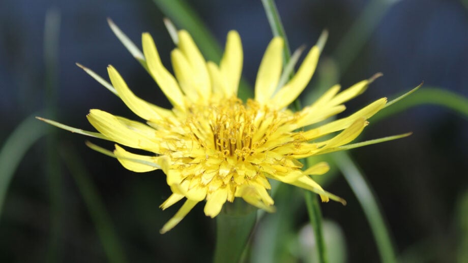 21 Weeds With Yellow Flowers: Identification and Pictures