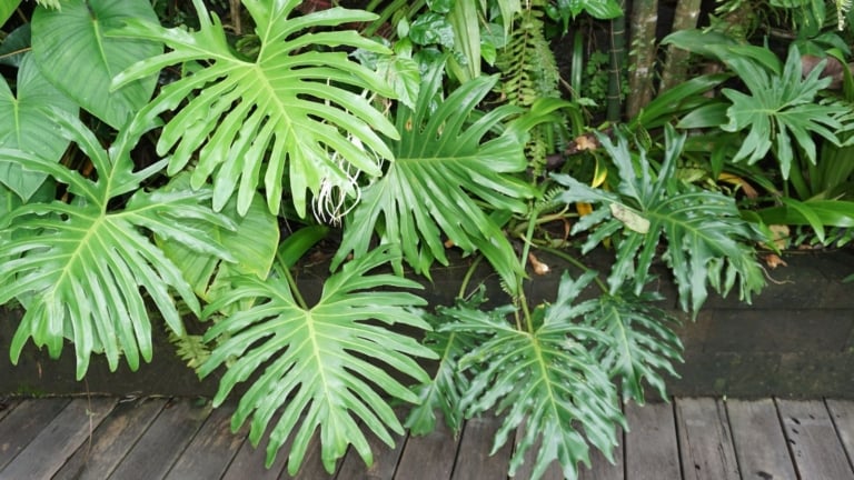 How to Plant, Grow, and Care For Split Leaf Philodendron