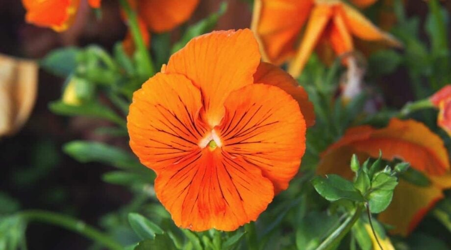 61 Orange Flowers With Names and Pictures