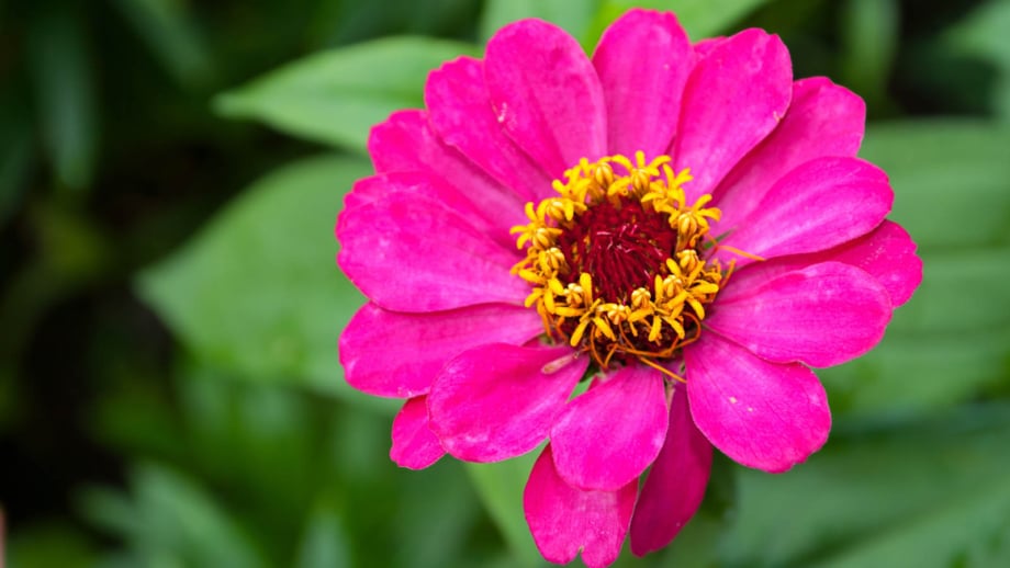 21 Flowers To Grow in the Arizona Heat