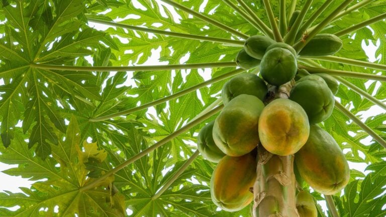 How to Plant, Grow, and Care for Papaya Tree