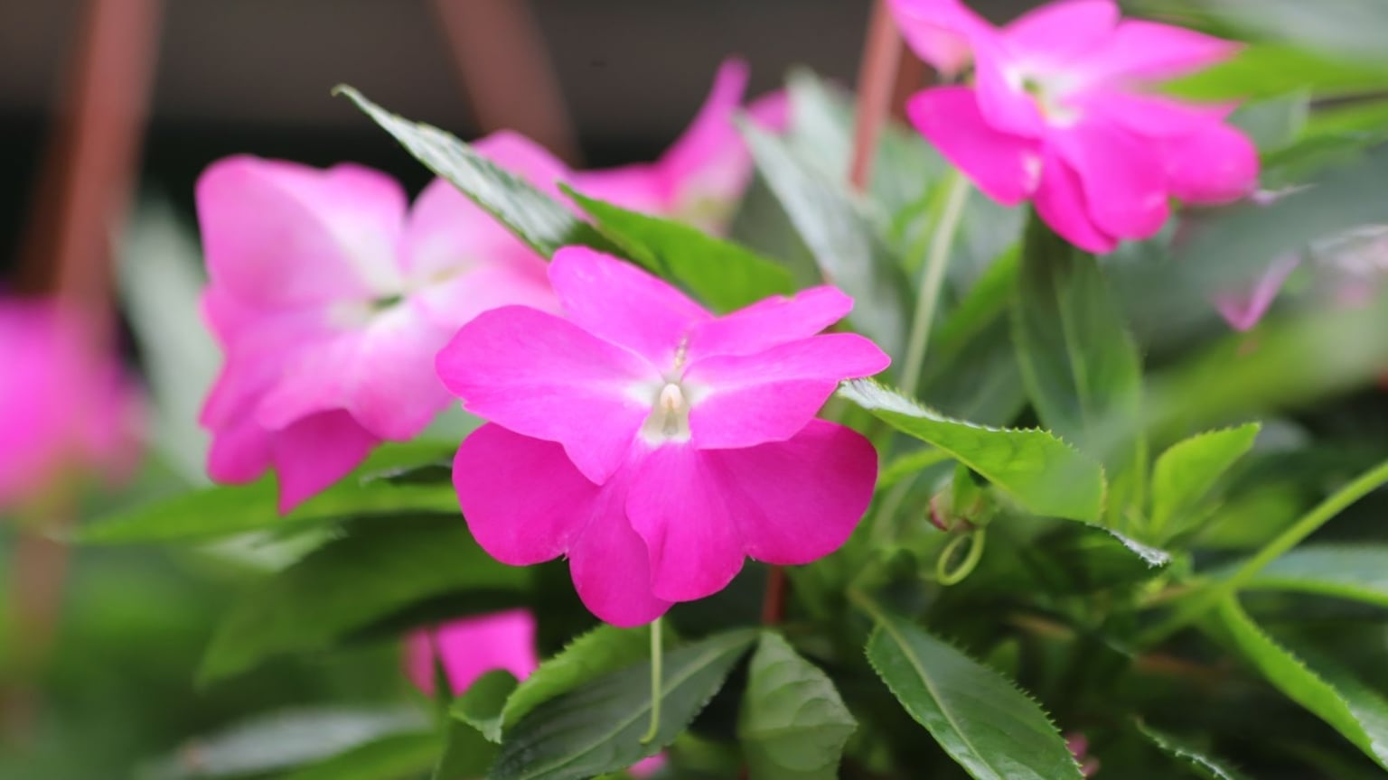 How to Plant, Grow, and Care for New Guinea Impatiens