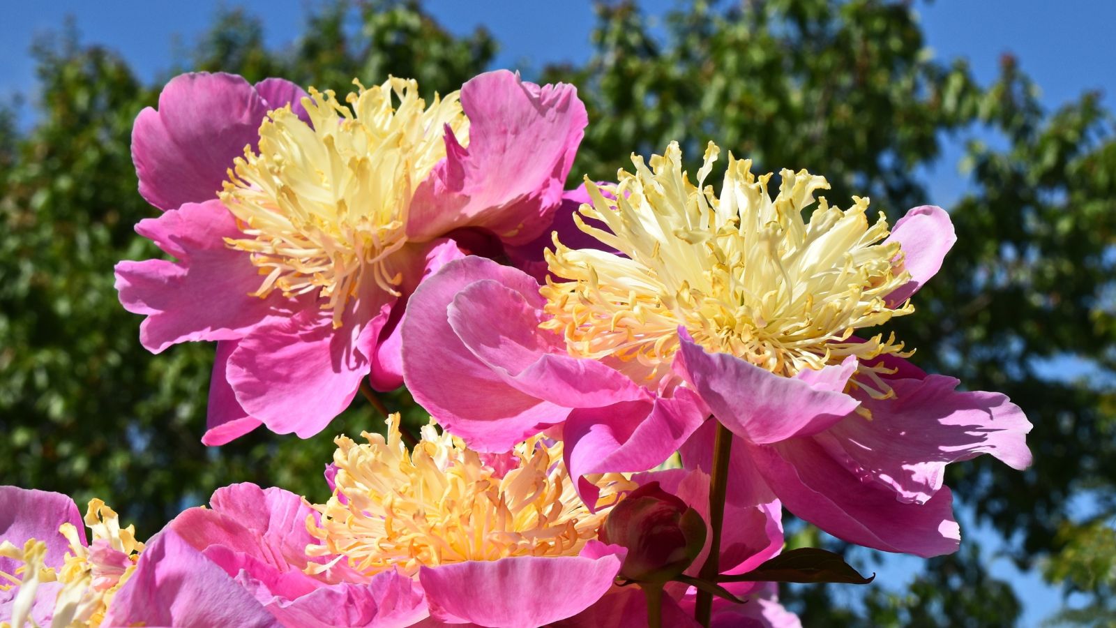 Peony Varieties: 40 Different Types of Peony Cultivars