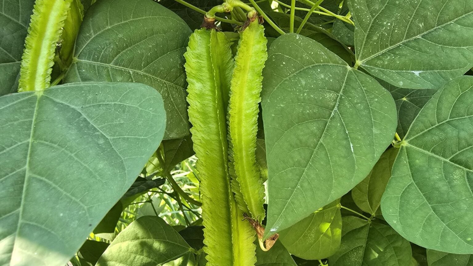 Plant, Grow, and Care for Winged Bean