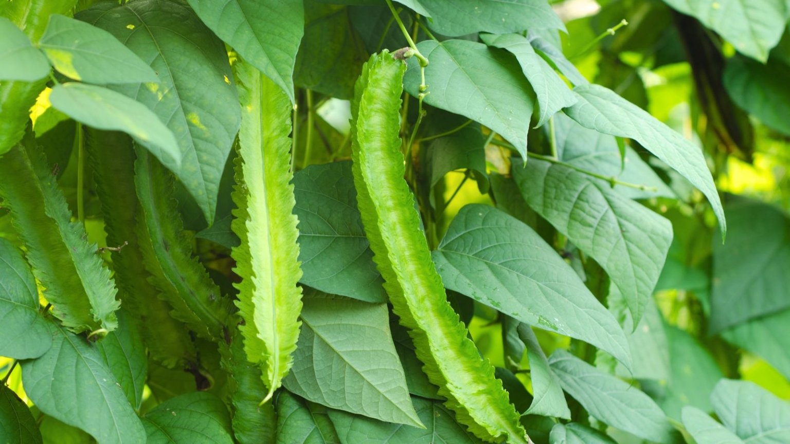 Plant, Grow, and Care for Winged Bean