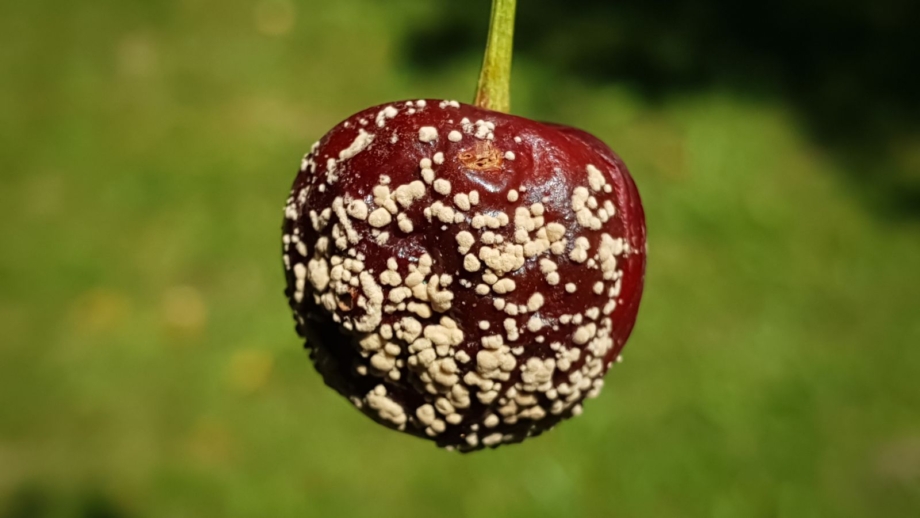 Brown Rot in Stone Fruit: Symptoms and Treatment