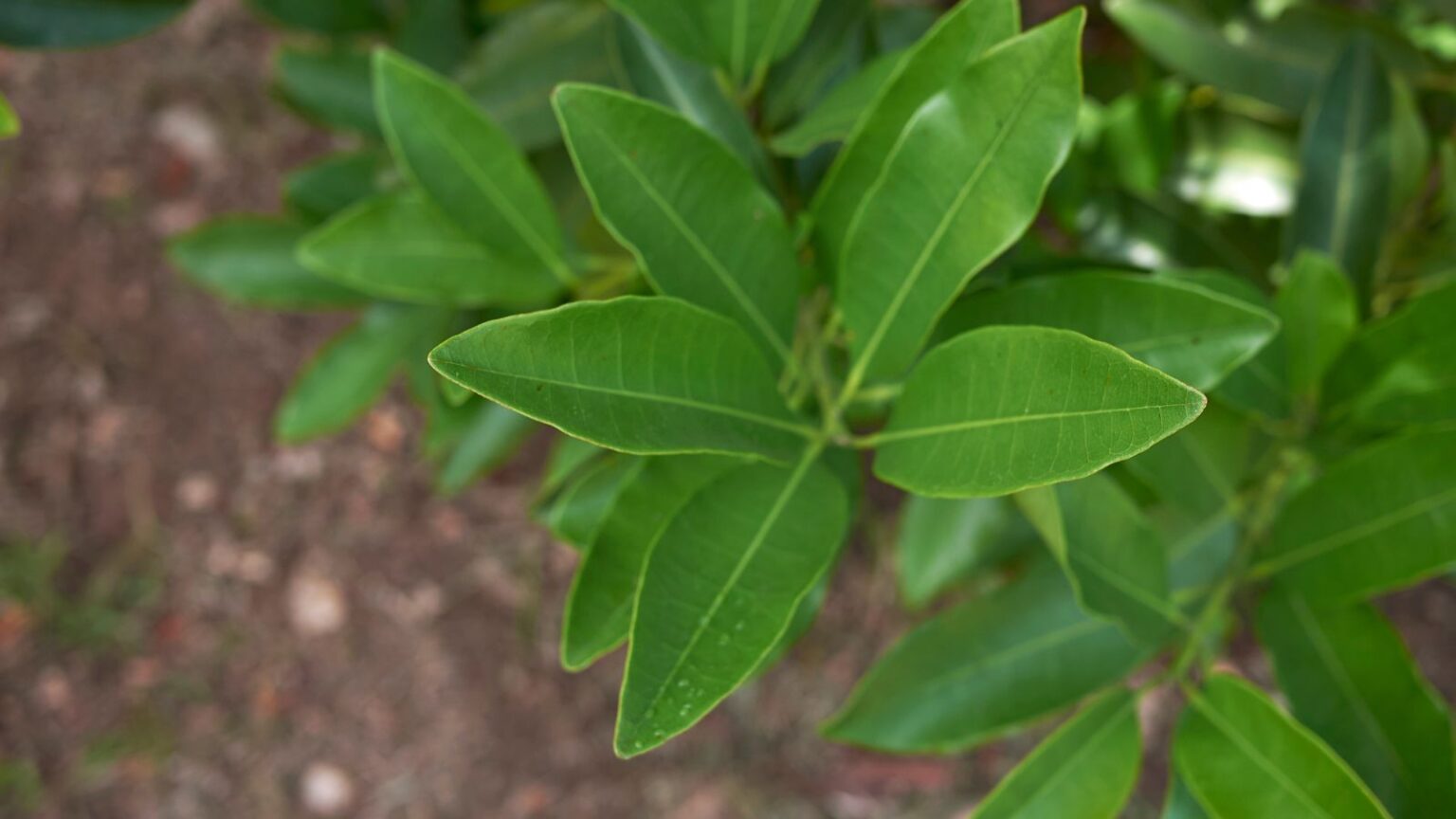 How to Plant, Grow, and Care for Allspice Trees