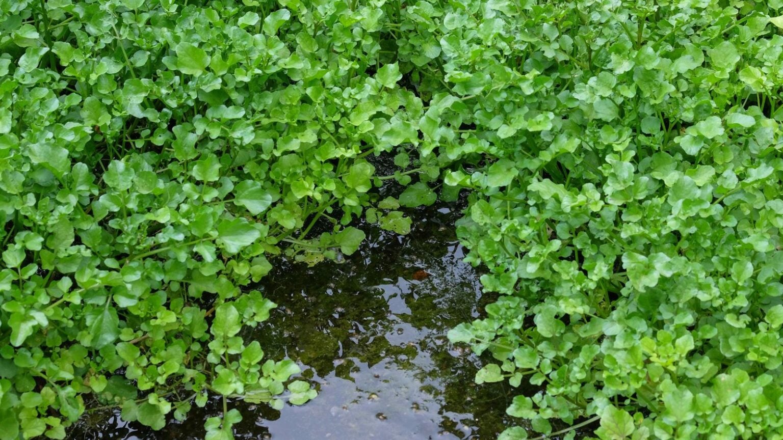 How to Plant, Grow, and Care for Watercress
