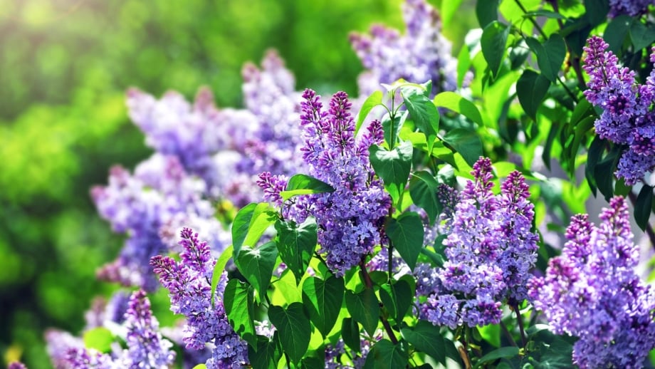 Lilac Companion Plants: 13 Different Plants to Grow With Lilacs