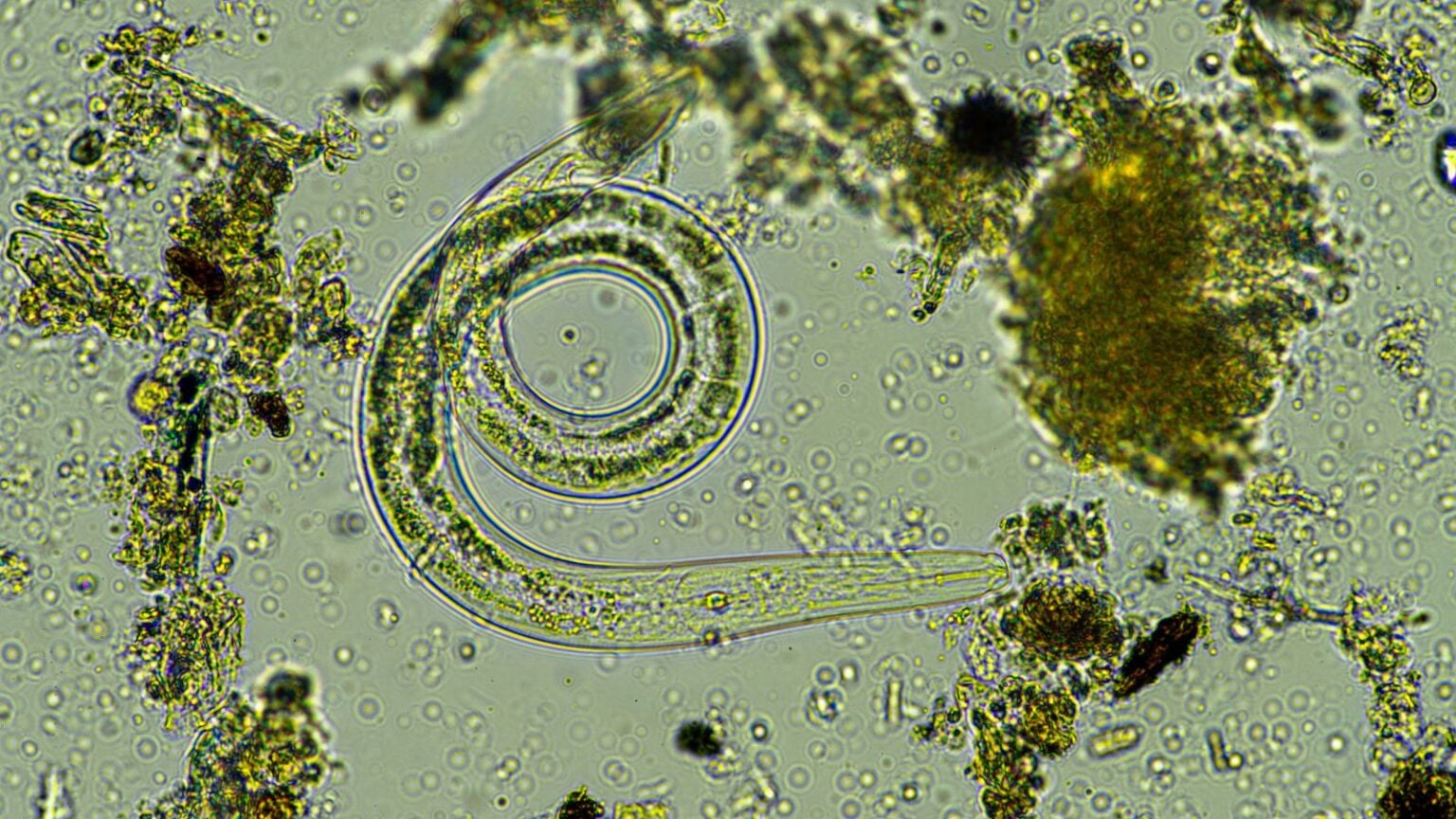 Using Beneficial Nematodes as Pest Control