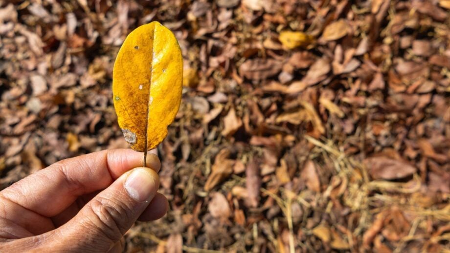 How to Make and Use Leaf Mold