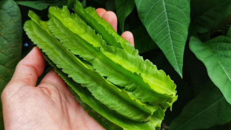 Plant, Grow, and Care for Winged Bean