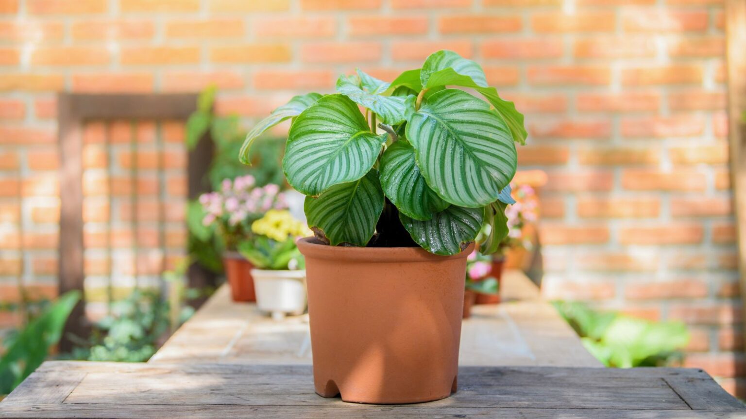 How to Plant, Grow, and Care for Calathea Orbifolia