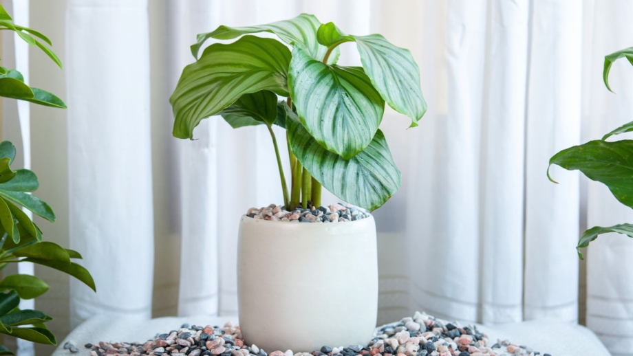When and How to Water Your Calathea Plant