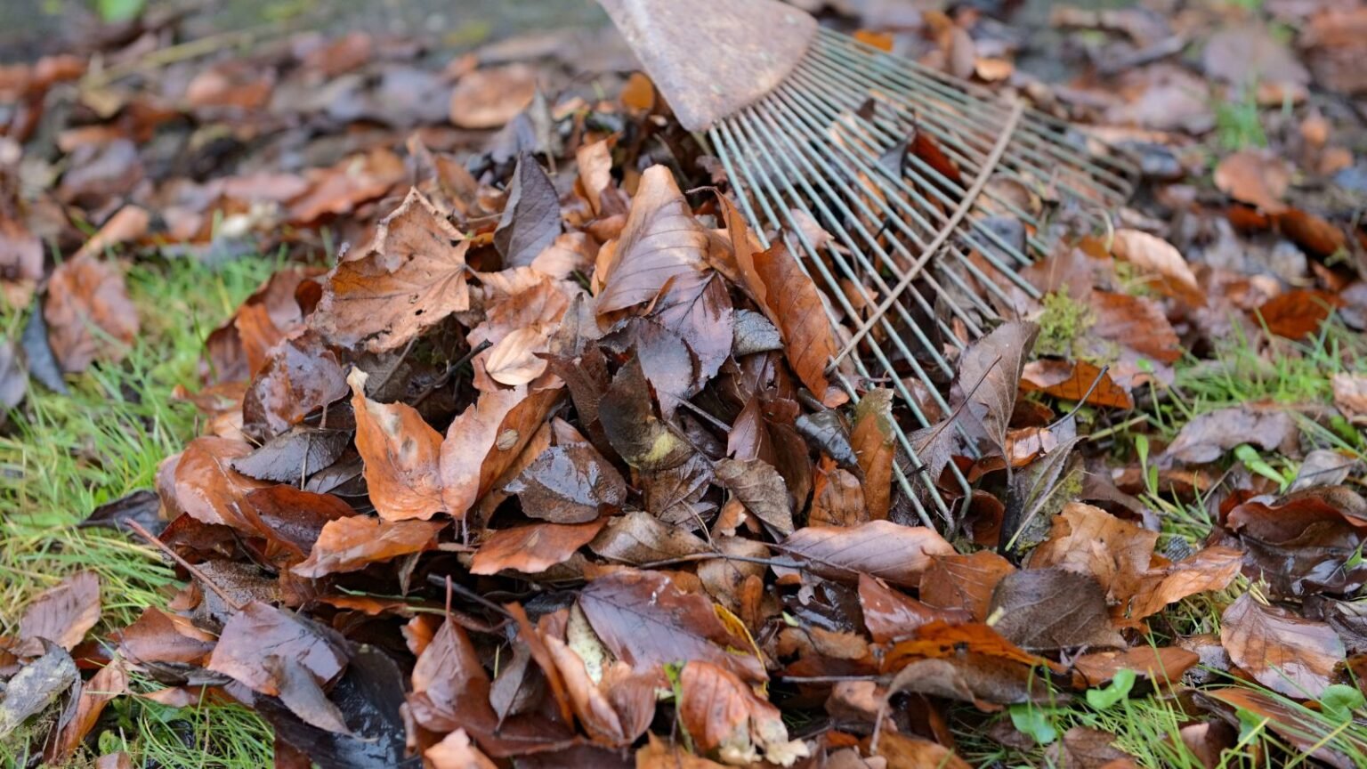 How to Make and Use Leaf Mold