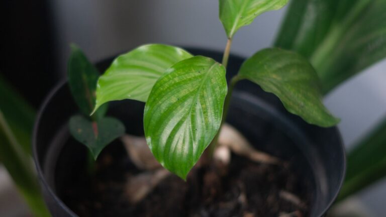 How to Plant, Grow, and Care for Calathea Orbifolia