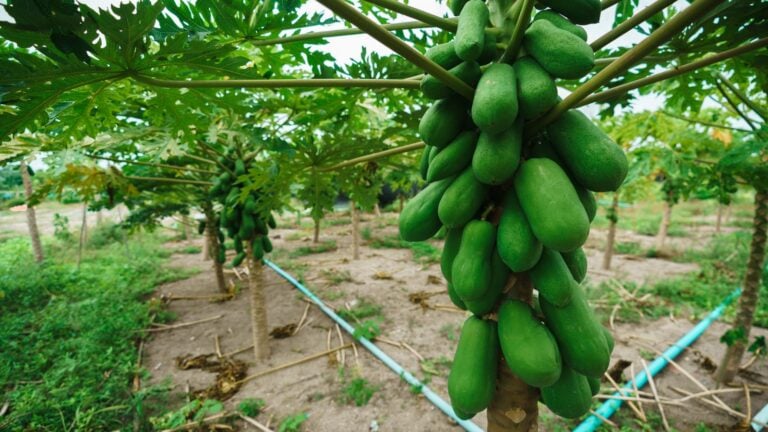 How to Plant, Grow, and Care for Papaya Tree