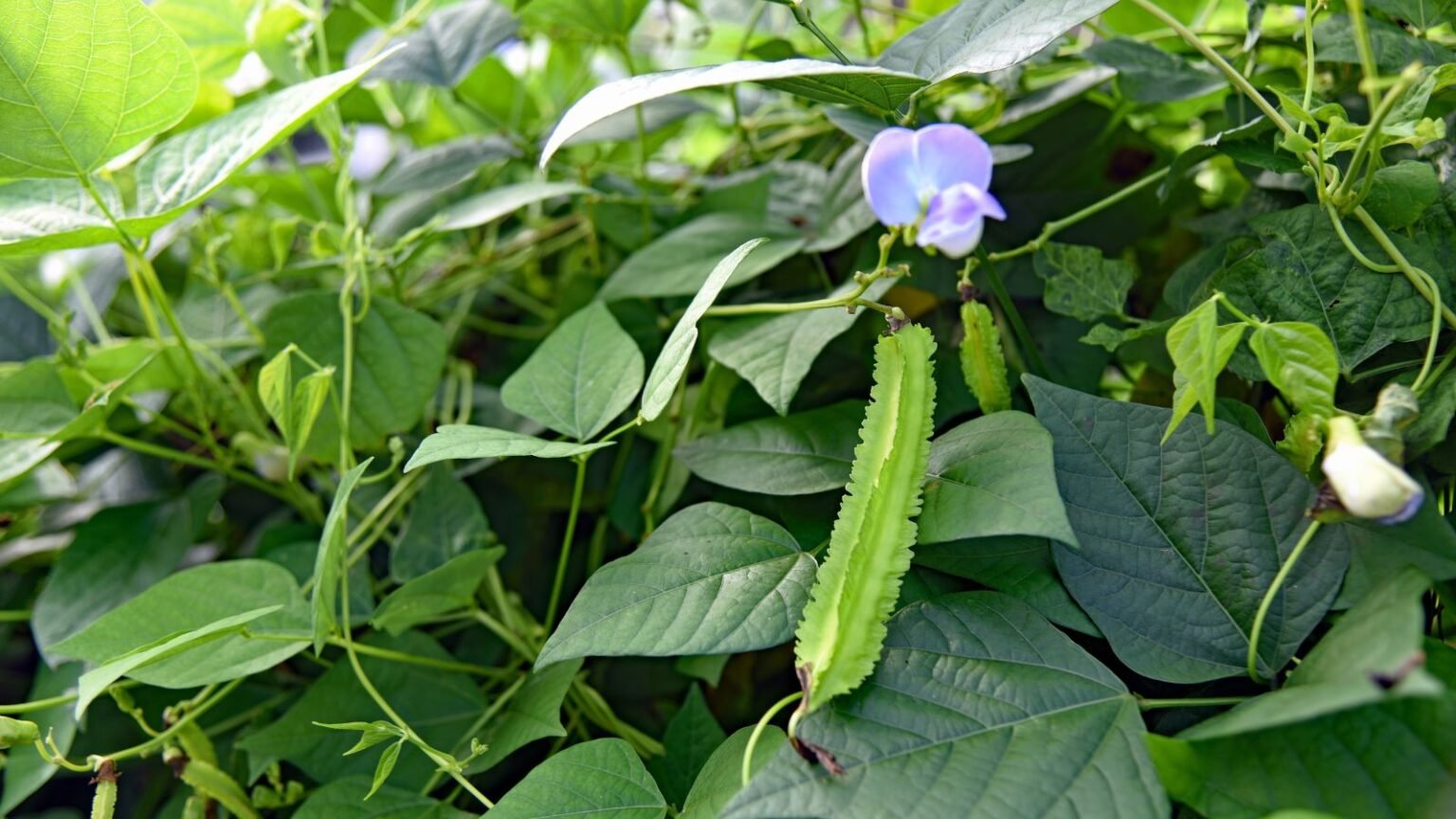 Plant, Grow, and Care for Winged Bean