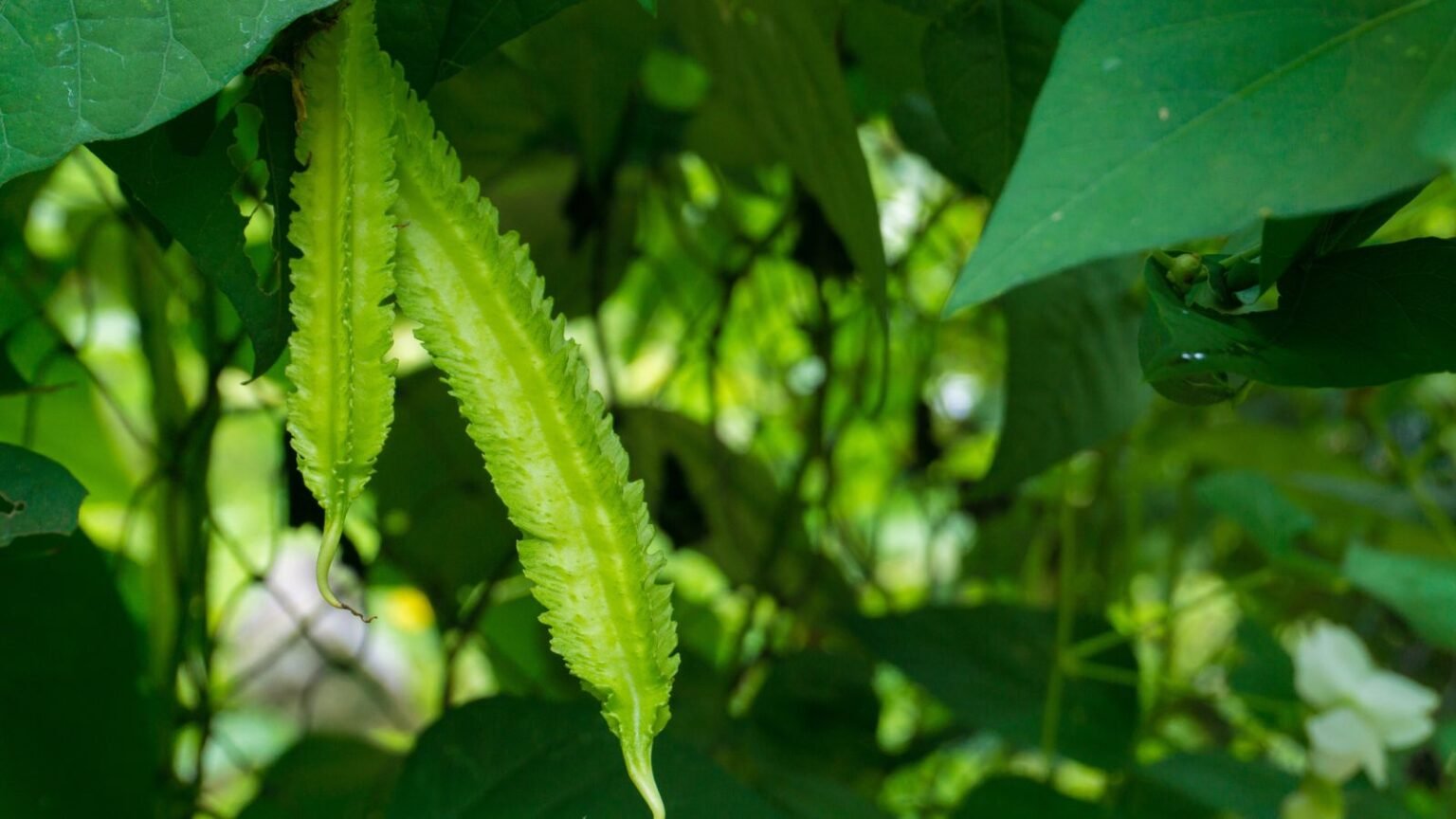 Plant, Grow, and Care for Winged Bean