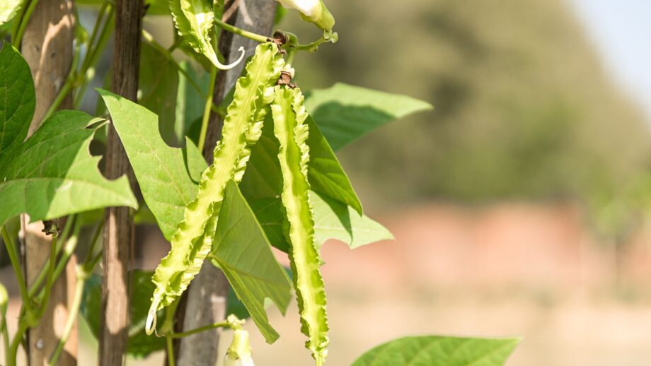 Plant, Grow, and Care for Winged Bean