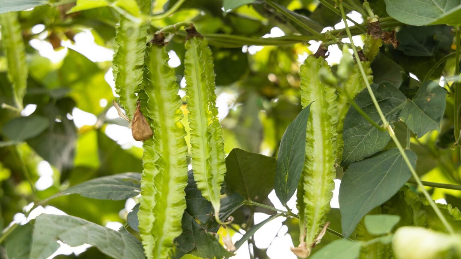 Plant, Grow, and Care for Winged Bean