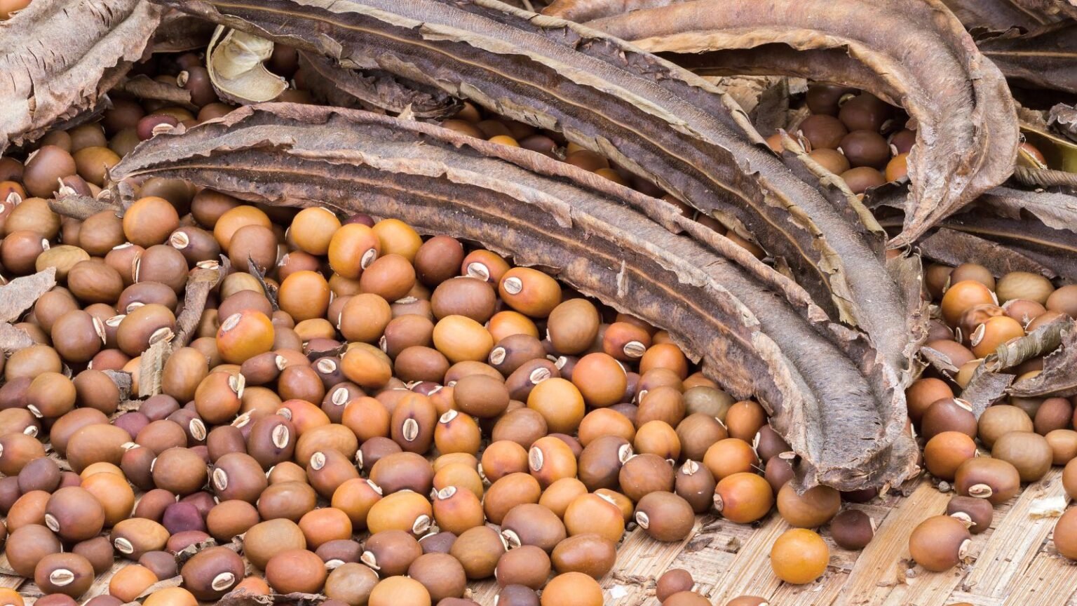 Plant, Grow, and Care for Winged Bean