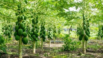 How to Plant, Grow, and Care for Papaya Tree