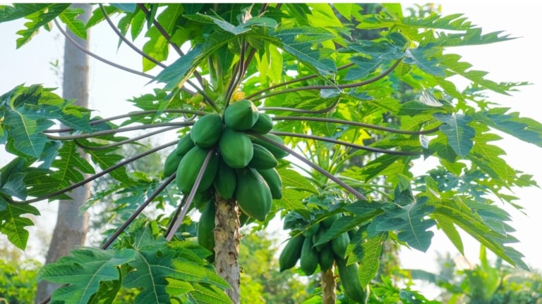 How to Plant, Grow, and Care for Papaya Tree