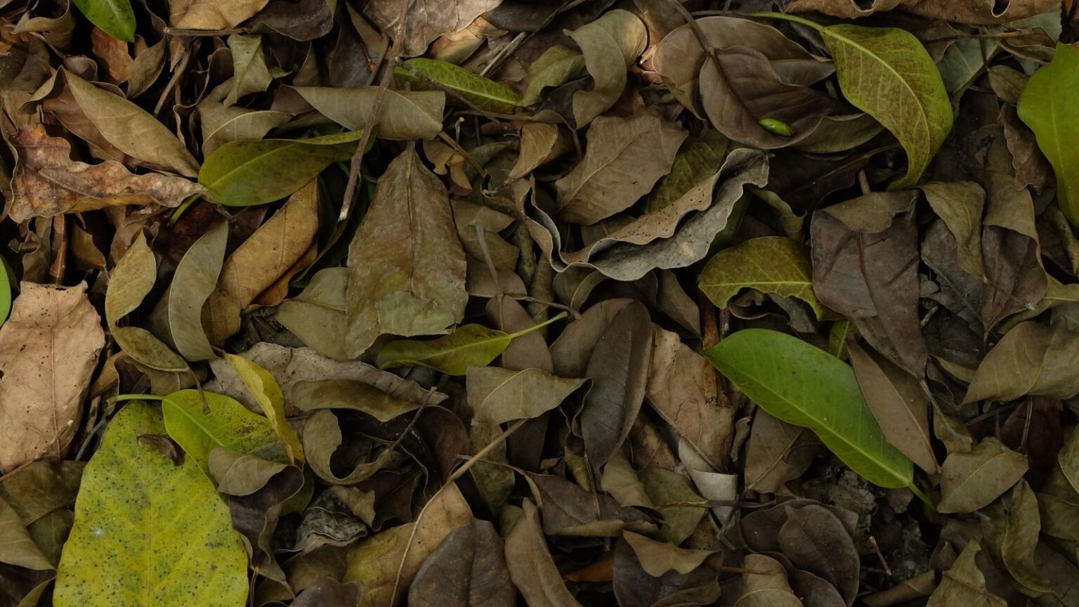 How to Make and Use Leaf Mold