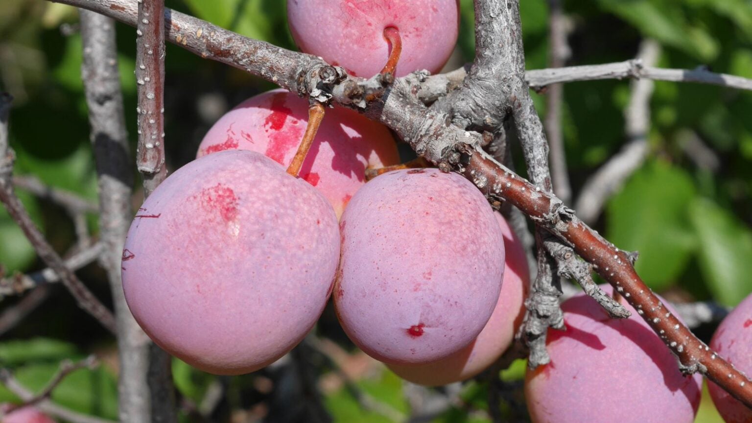 Plum Tree Varieties: 23 Different Types of Plum Trees