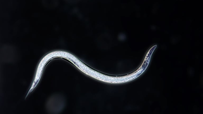 Using Beneficial Nematodes as Pest Control