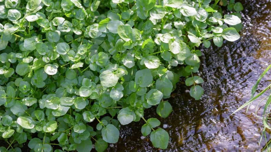 How to Plant, Grow, and Care for Watercress