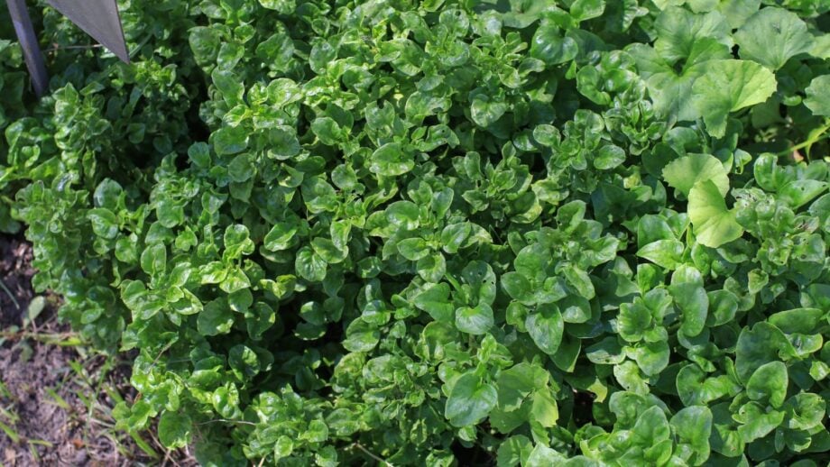 How to Plant, Grow, and Care for Watercress