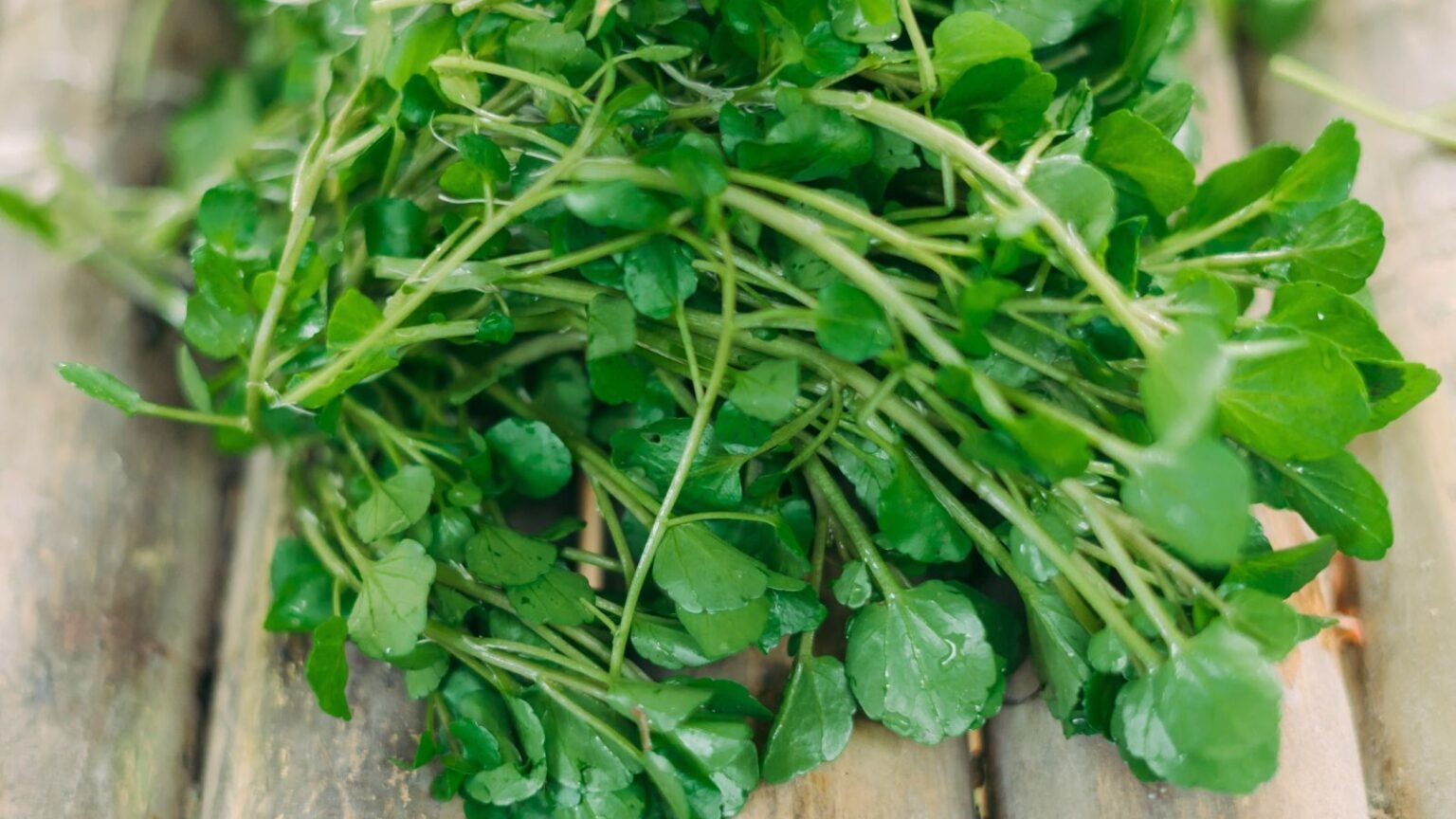 How to Plant, Grow, and Care for Watercress